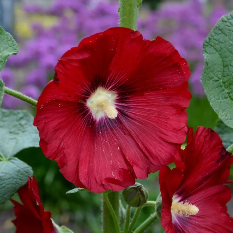 ALCEA SPOTLIGHT MARS MAGIC | Perennial | chainsawchn.com