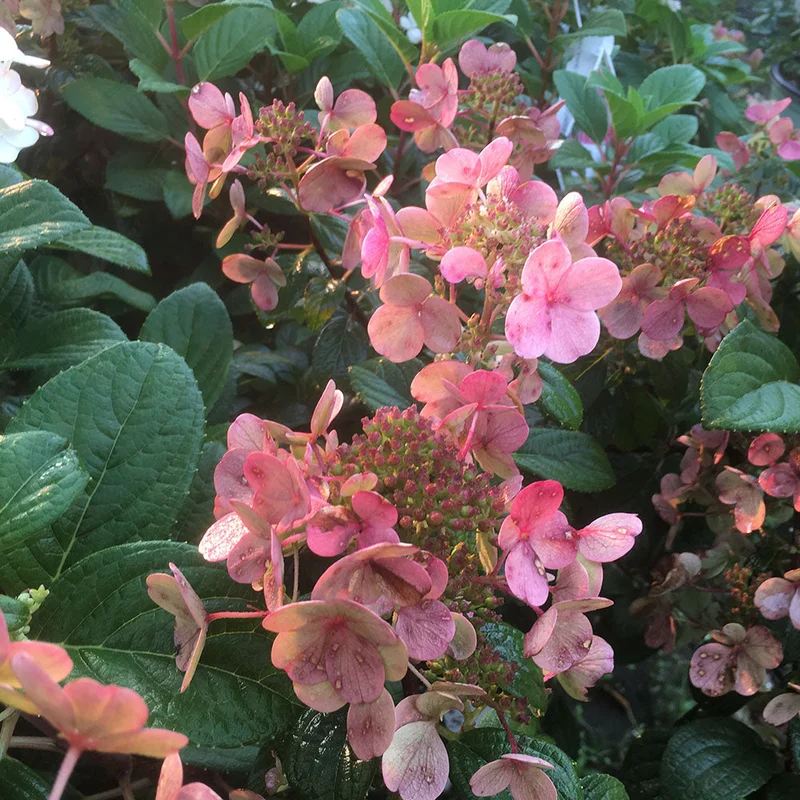 Hardy Hydrangea ‘Little Quick Fire’ (Hydrangea Paniculata) | Evergreen ...