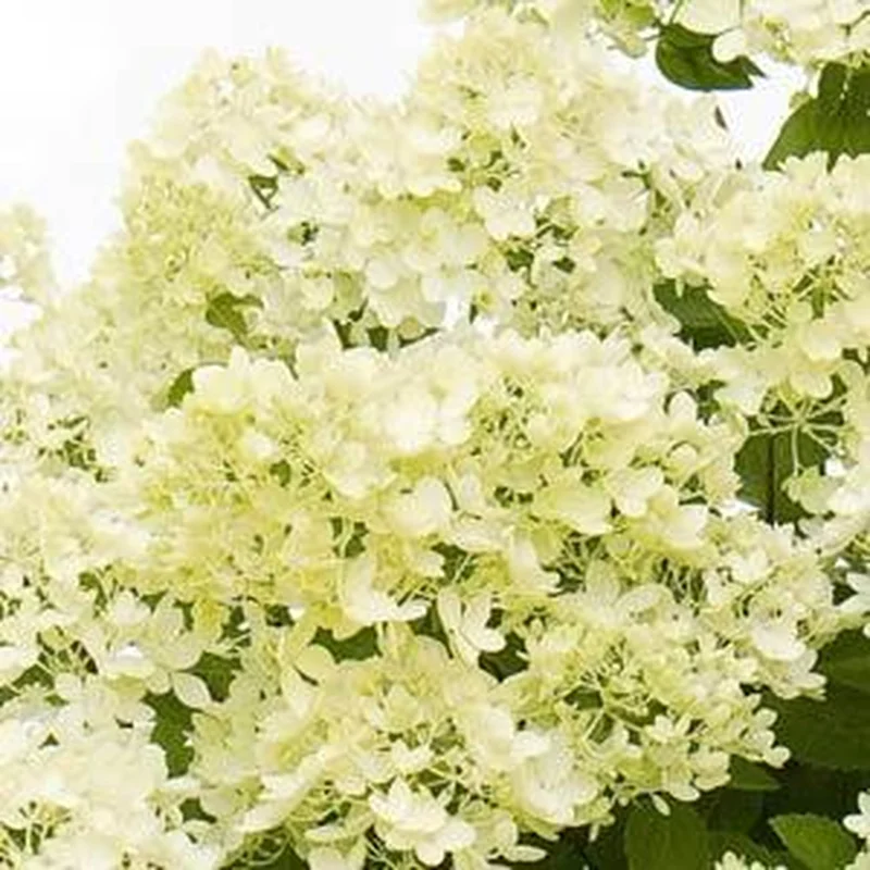 Bombshell Hydrangea | Deciduous Shrub | chainsawchn.com