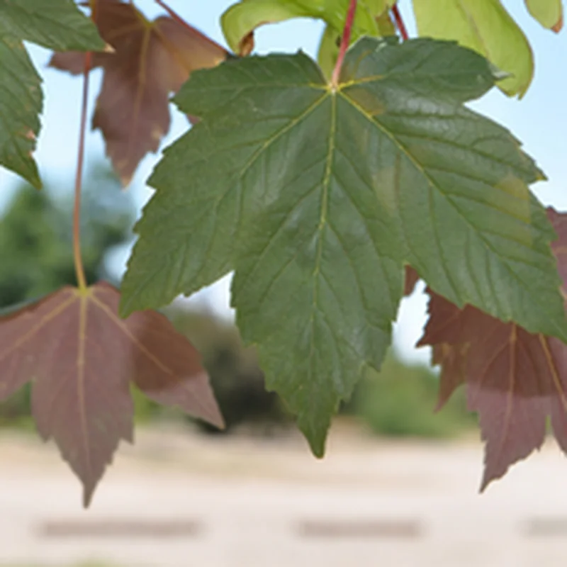 Regal Petticoat Maple Tree | Deciduous Trees | chainsawchn.com